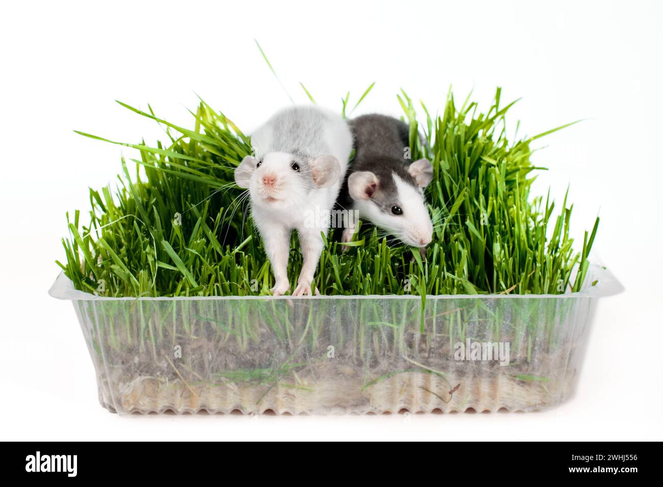 two rats of the husky breed in oat microgreen grass on a white ...
