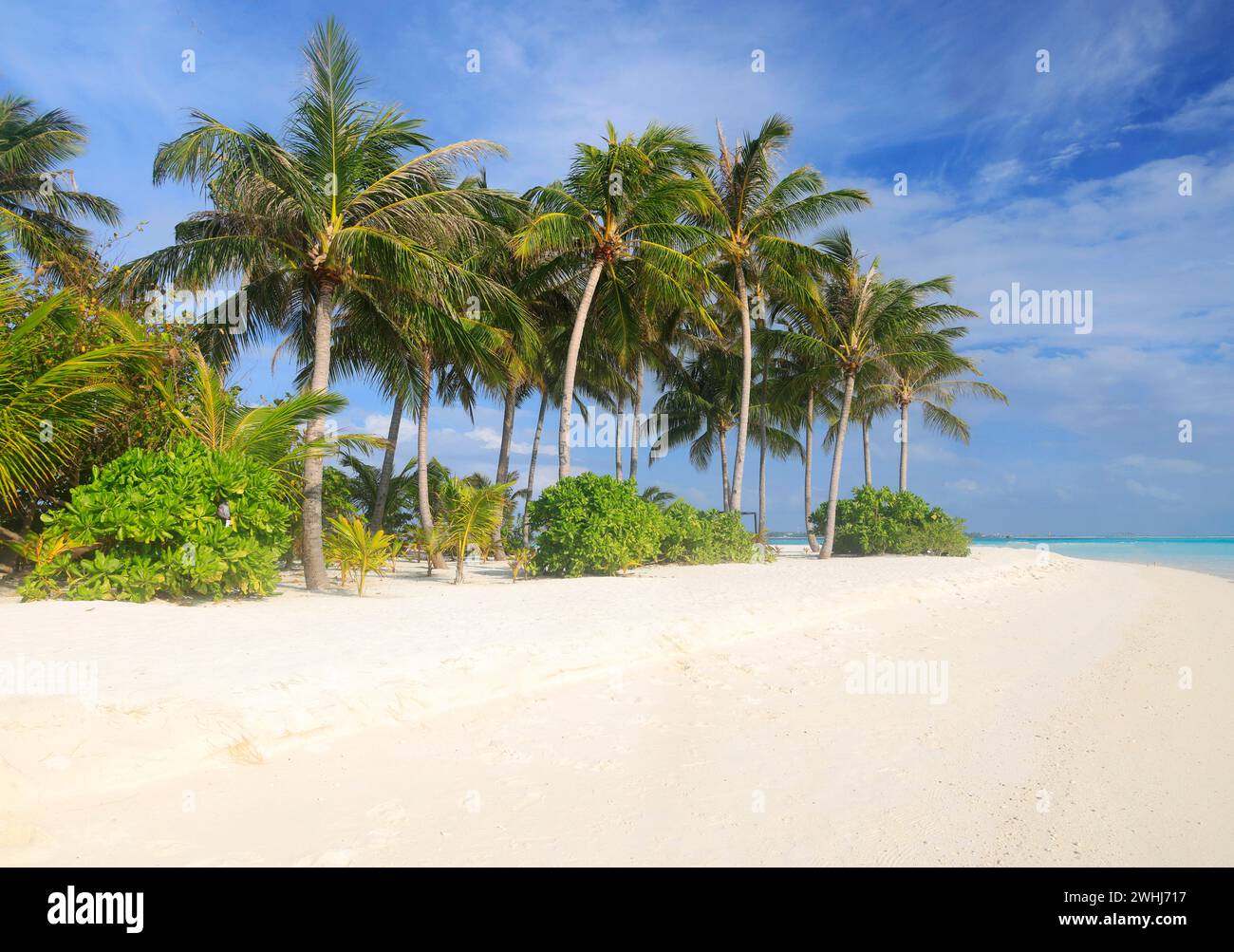 Idyllic Beach with Palm Trees at the Maldives, Indian Ocean Stock Photo ...