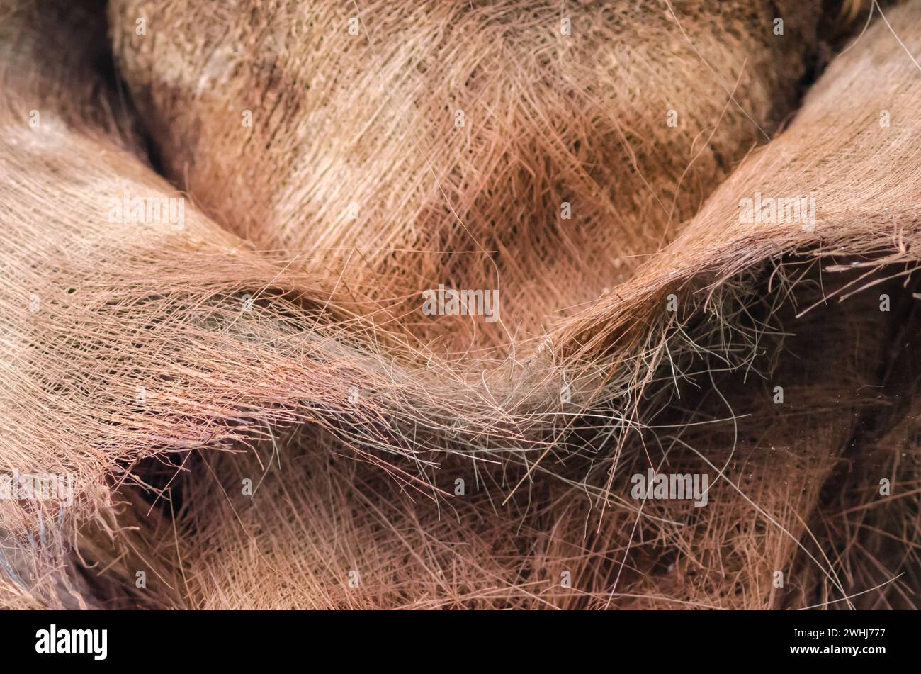 Coconut tree trunk hi-res stock photography and images - Alamy