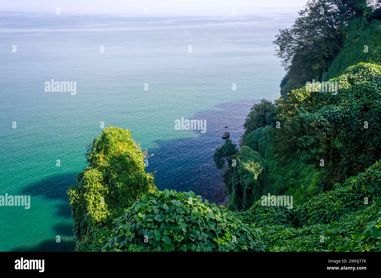 Tropical forest green sea waves hi-res stock photography and images - Alamy