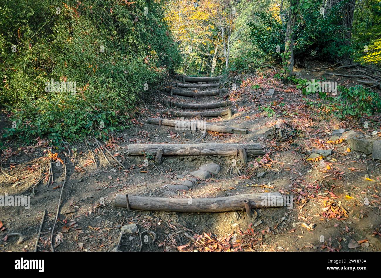 Trail with wooden logs in a forest in Georgia Stock Photo - Alamy