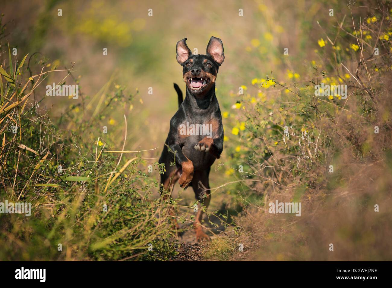 Dog happy jumping running hi-res stock photography and images - Alamy