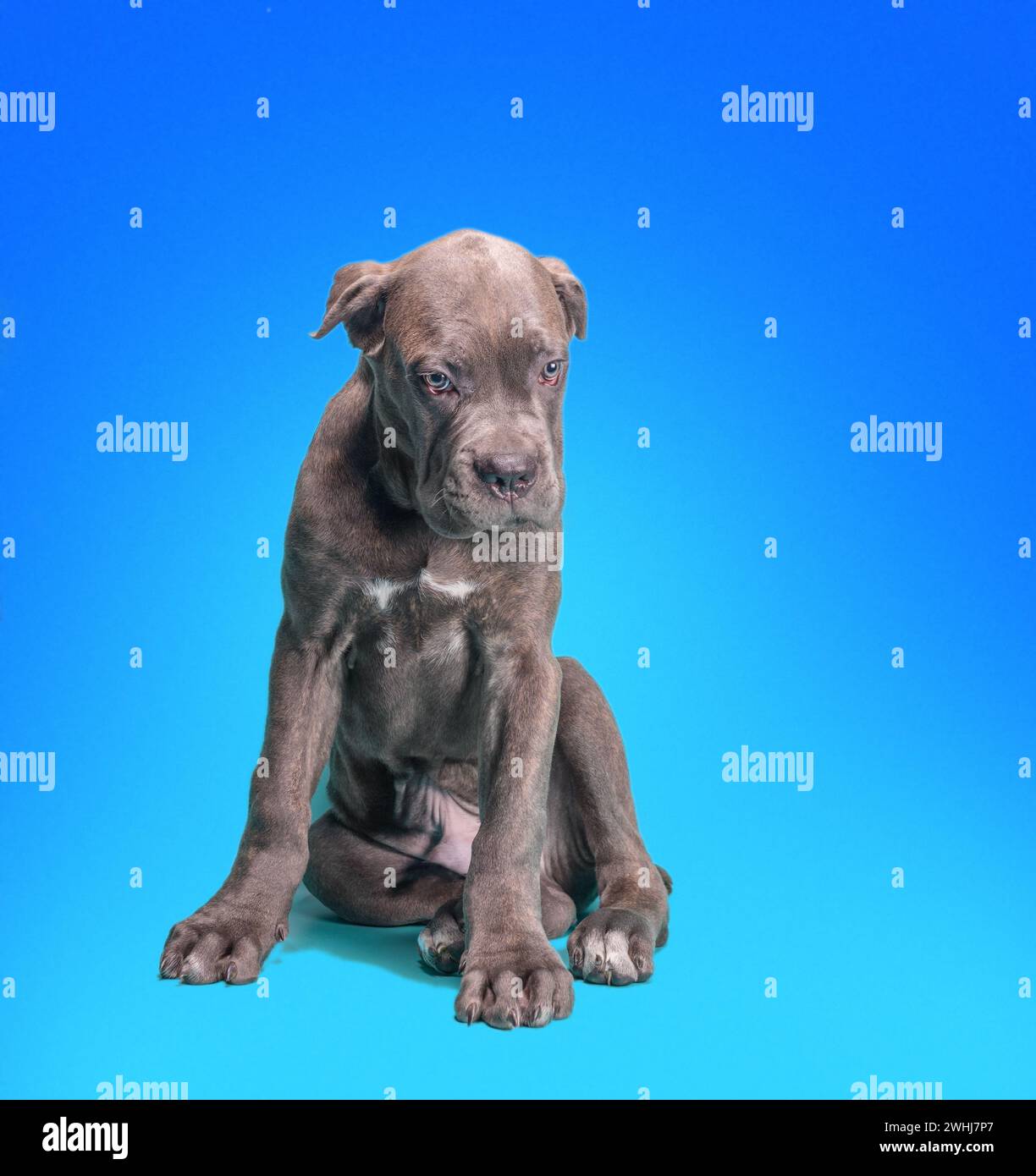 Blue cane corso dog hi-res stock photography and images - Alamy