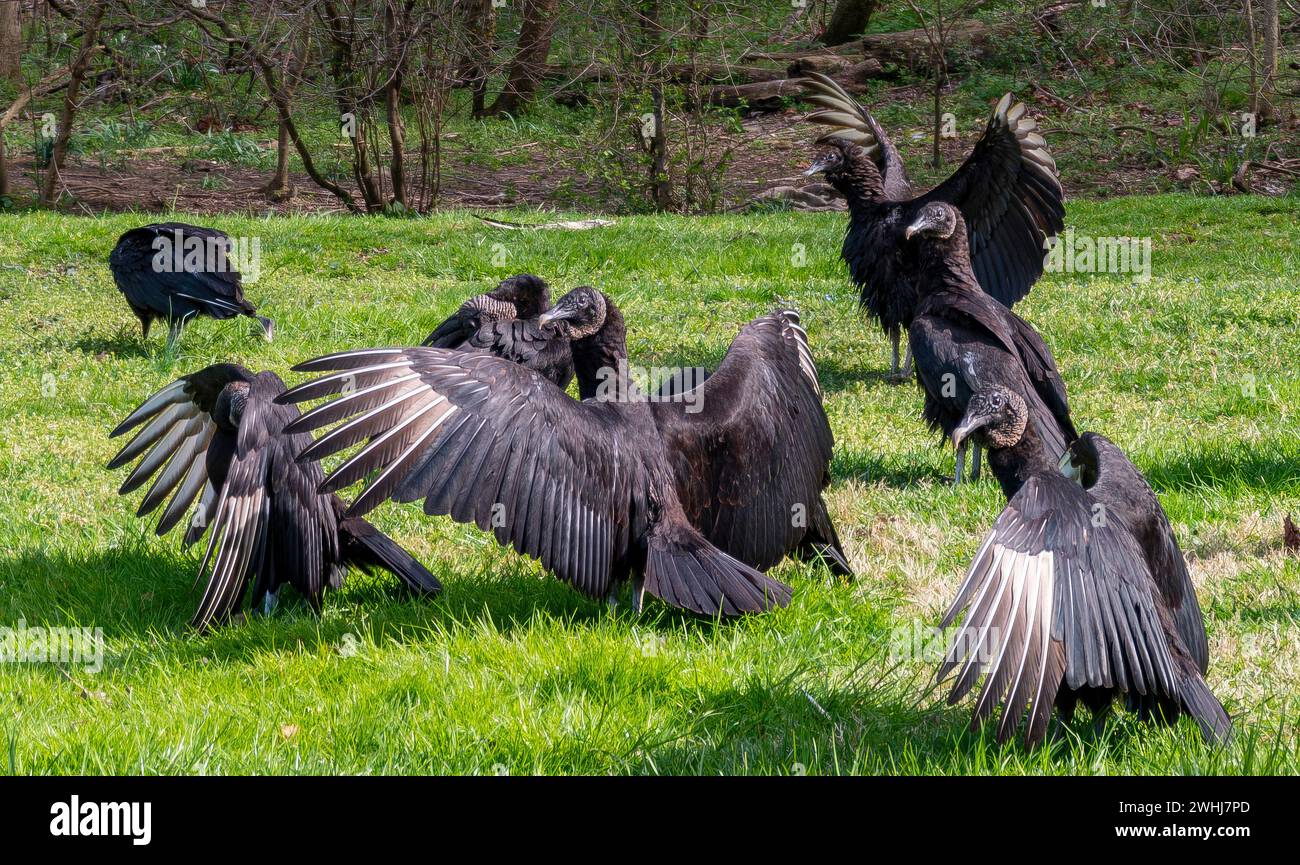 View of a Group of Vulture Birds Spreading There Wings In Display Stock ...