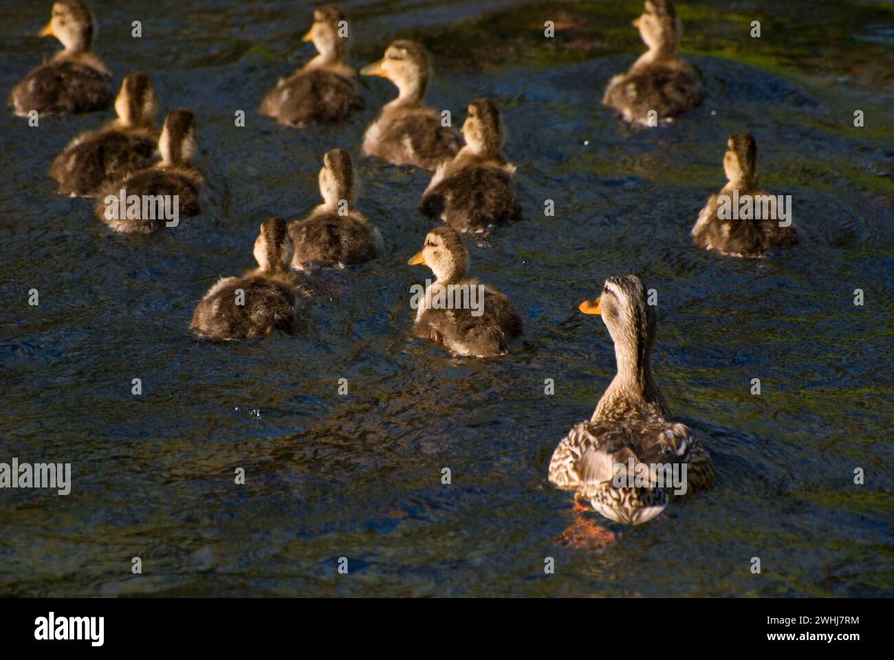 Mallard hen with ducklings, Deschutes National Forest, Oregon Stock ...