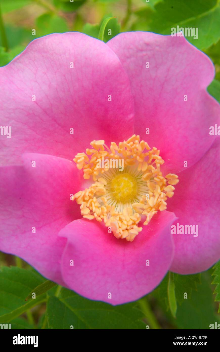 Wild rose along Jack Creek, Deschutes National Forest, Oregon Stock ...
