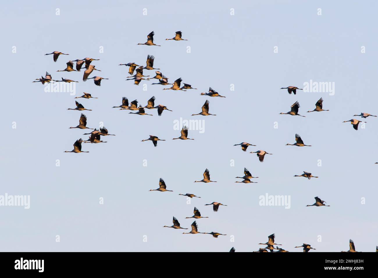 Grey cranes grus autumn hi-res stock photography and images - Alamy