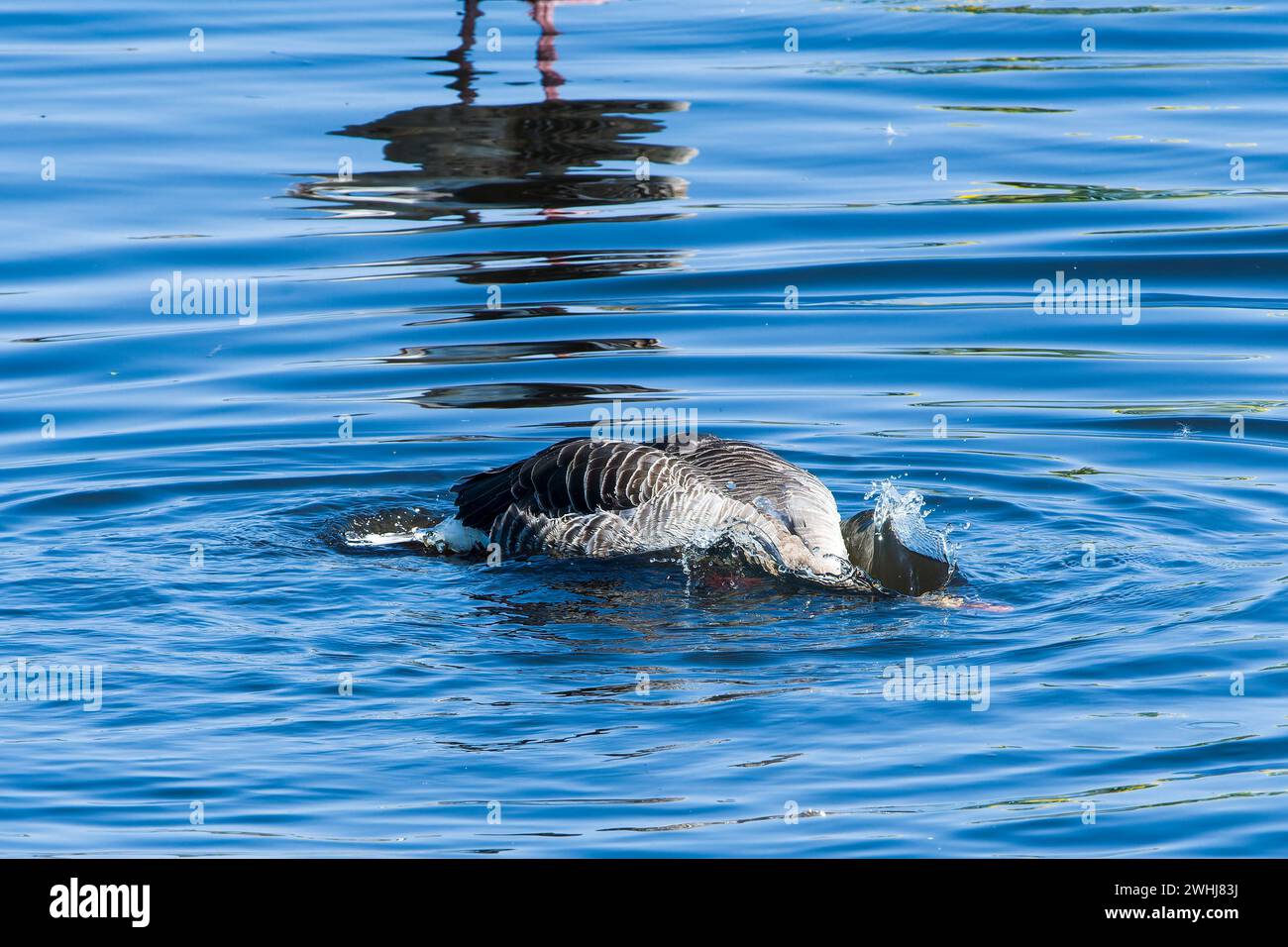Graylag goose preening Stock Photo - Alamy