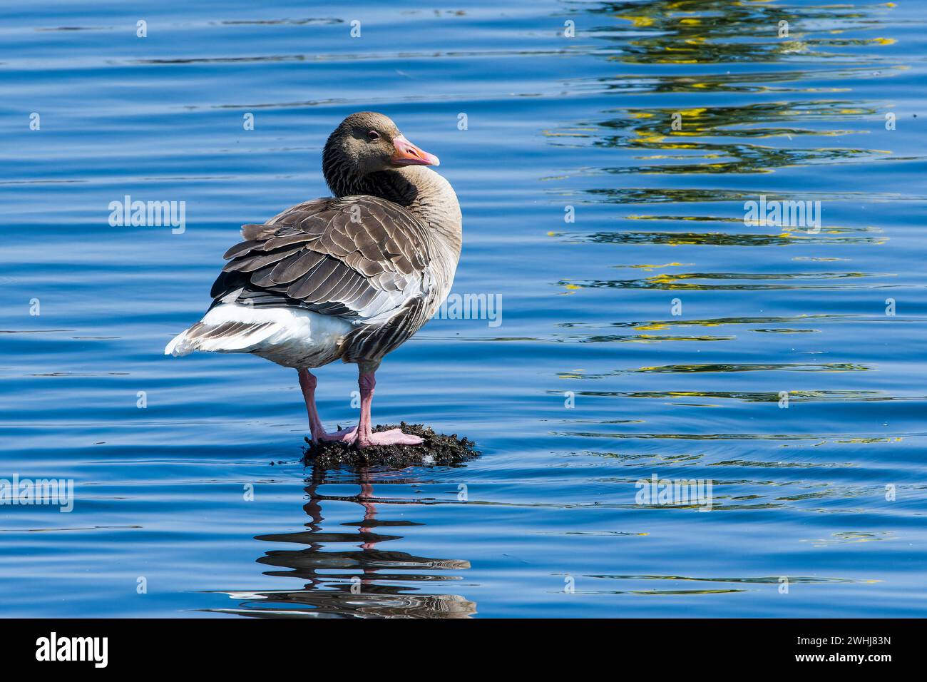 Evening break hi-res stock photography and images - Alamy