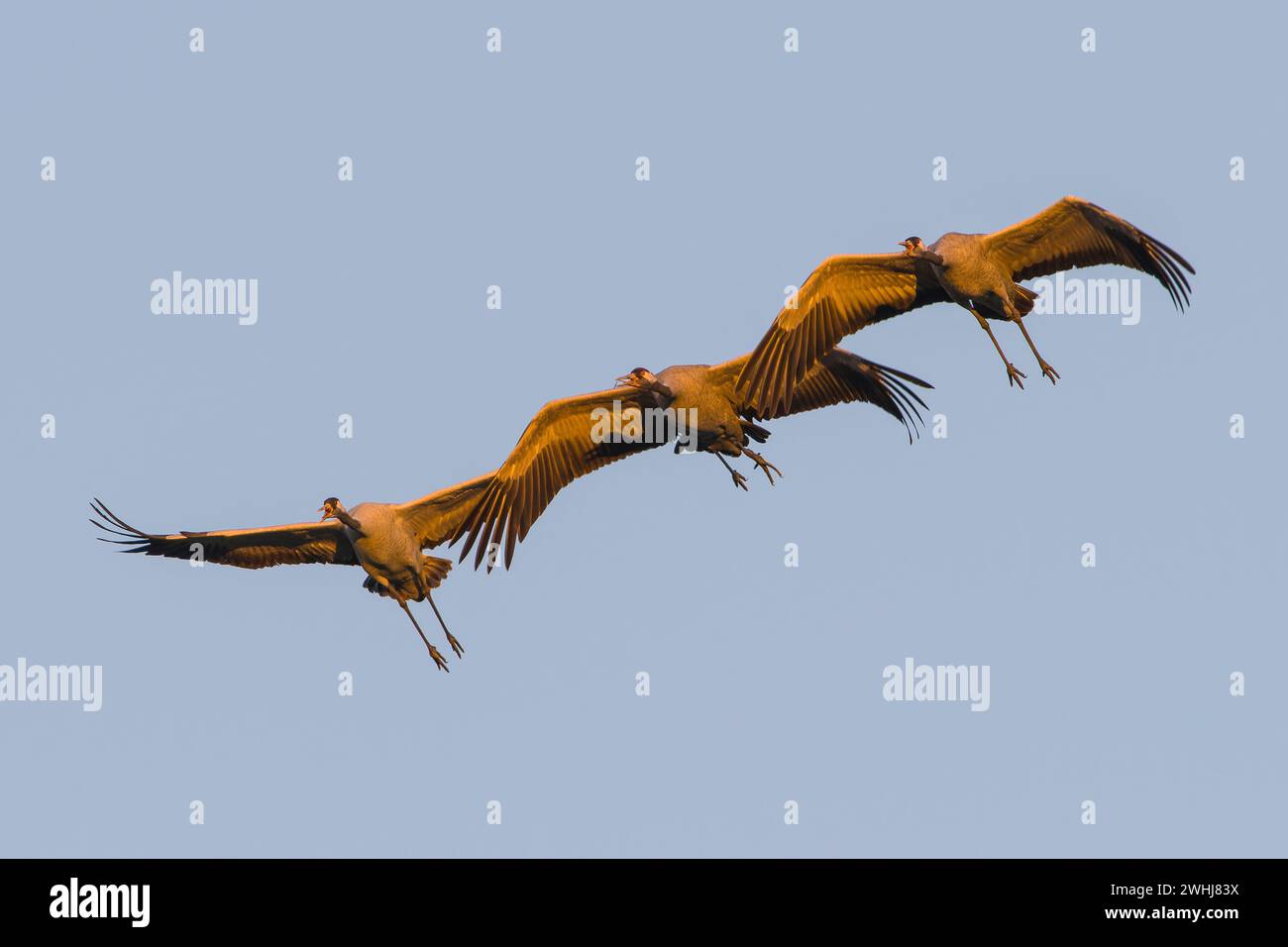 Crane migration hi-res stock photography and images - Alamy