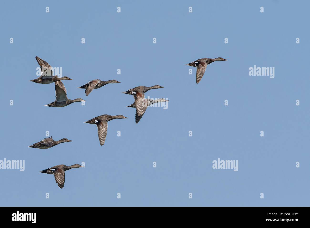 A flock of Gadwall ducks in flight in the evening sun Stock Photo - Alamy