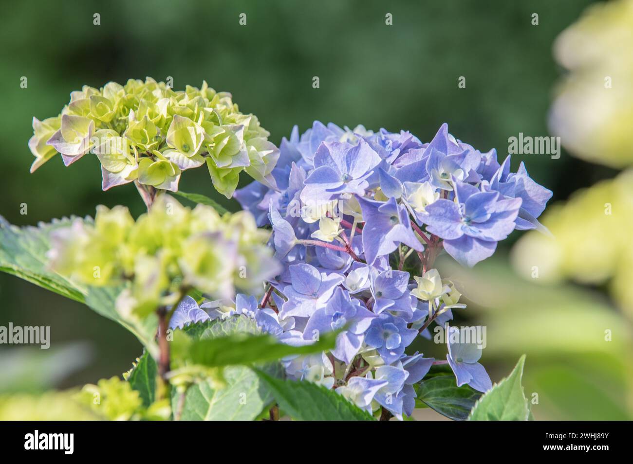 Types of hydrangea hi-res stock photography and images - Alamy