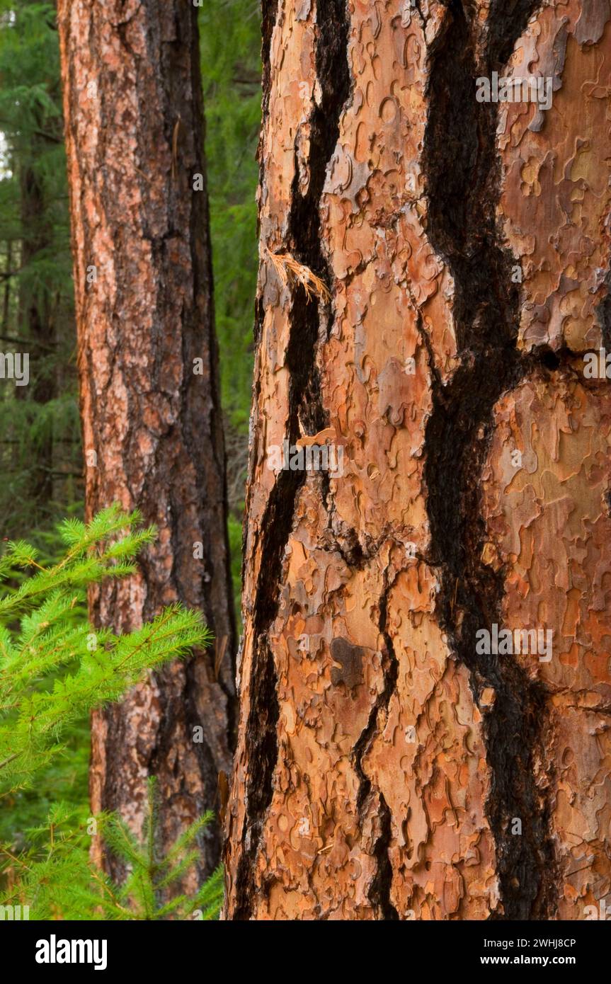 Ponderosa pine from the Metolius River Trail, Metolius Wild & Scenic ...