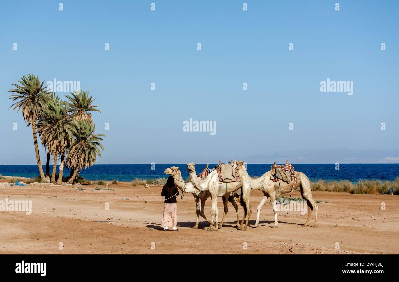 Camel riders and green palm trees on Red Sea beach in Egypt Stock Photo ...