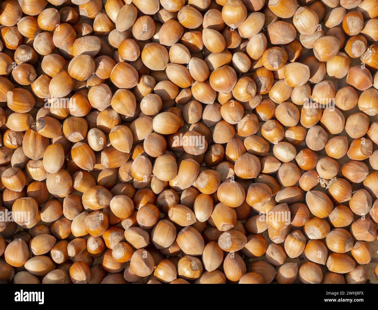 Hundreds of Hazelnuts after the harvest: A Natural Mosaic of Earth's ...