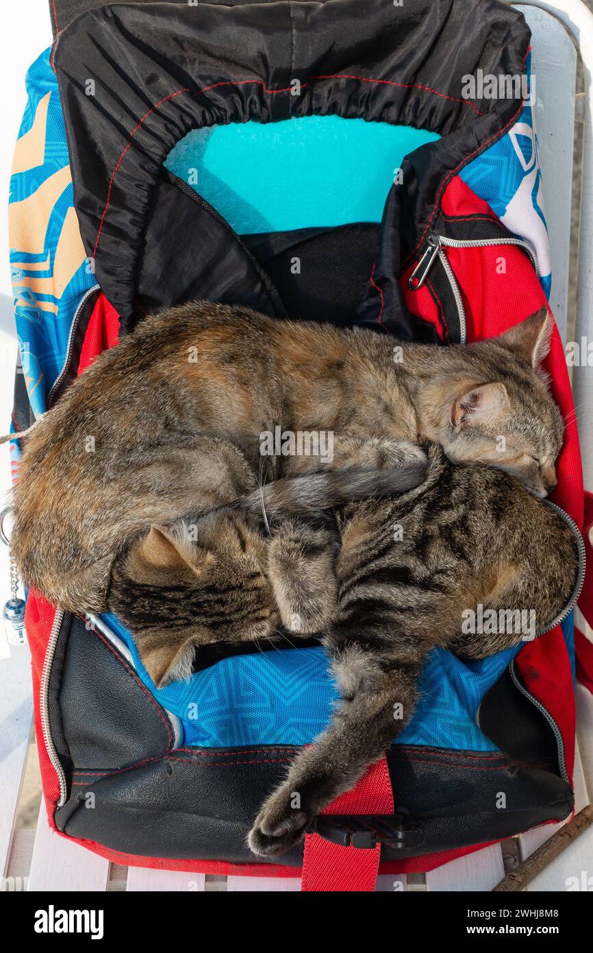 Two cute kittens sleep huddled together on top of a colorful backpack ...