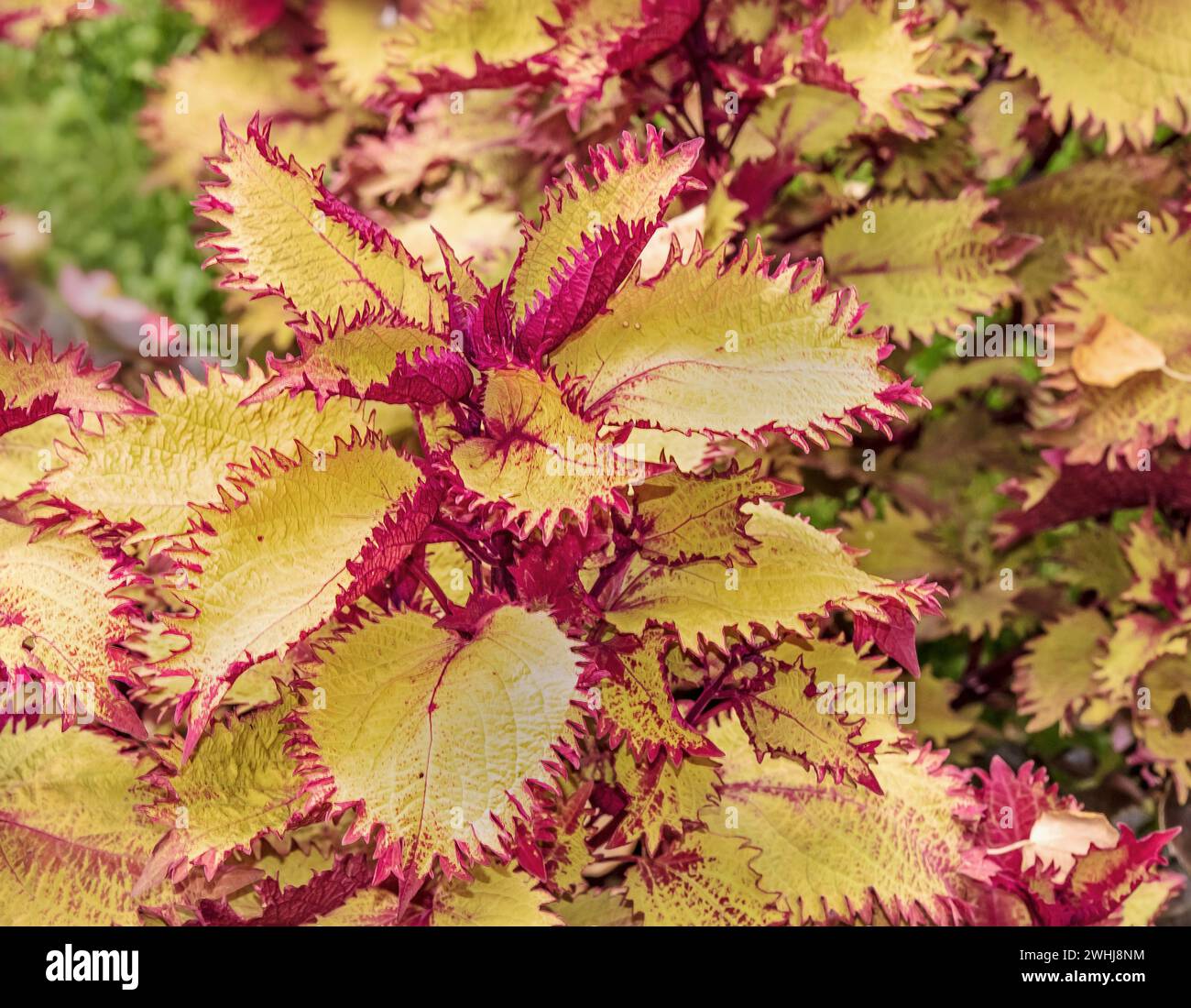 Solenostemon Flower Hi Res Stock Photography And Images Alamy