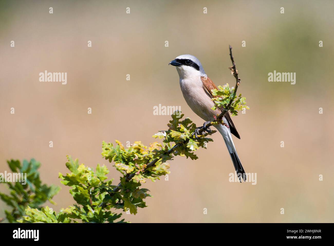 Male Red-backed Shrike observes his surroundings Stock Photo - Alamy