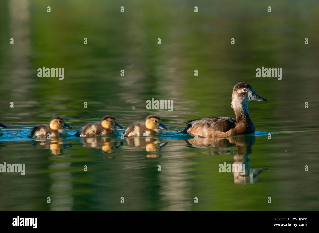 Redhead duck with duckling on Hosmer Lake, Cascade Lakes National ...