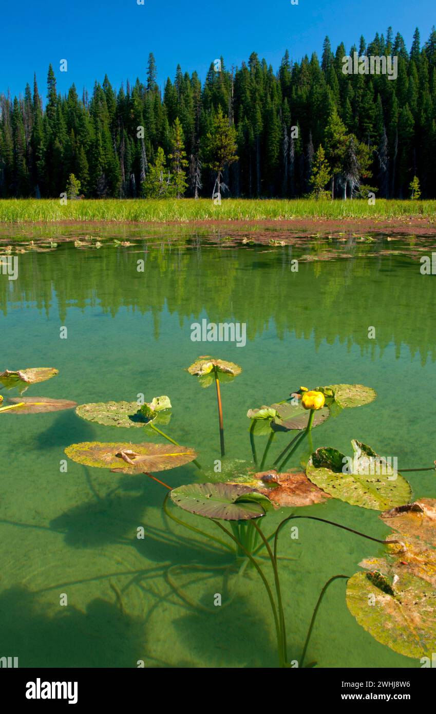 Hosmer Lake lily pads, Cascade Lakes National Scenic Byway, Deschutes ...