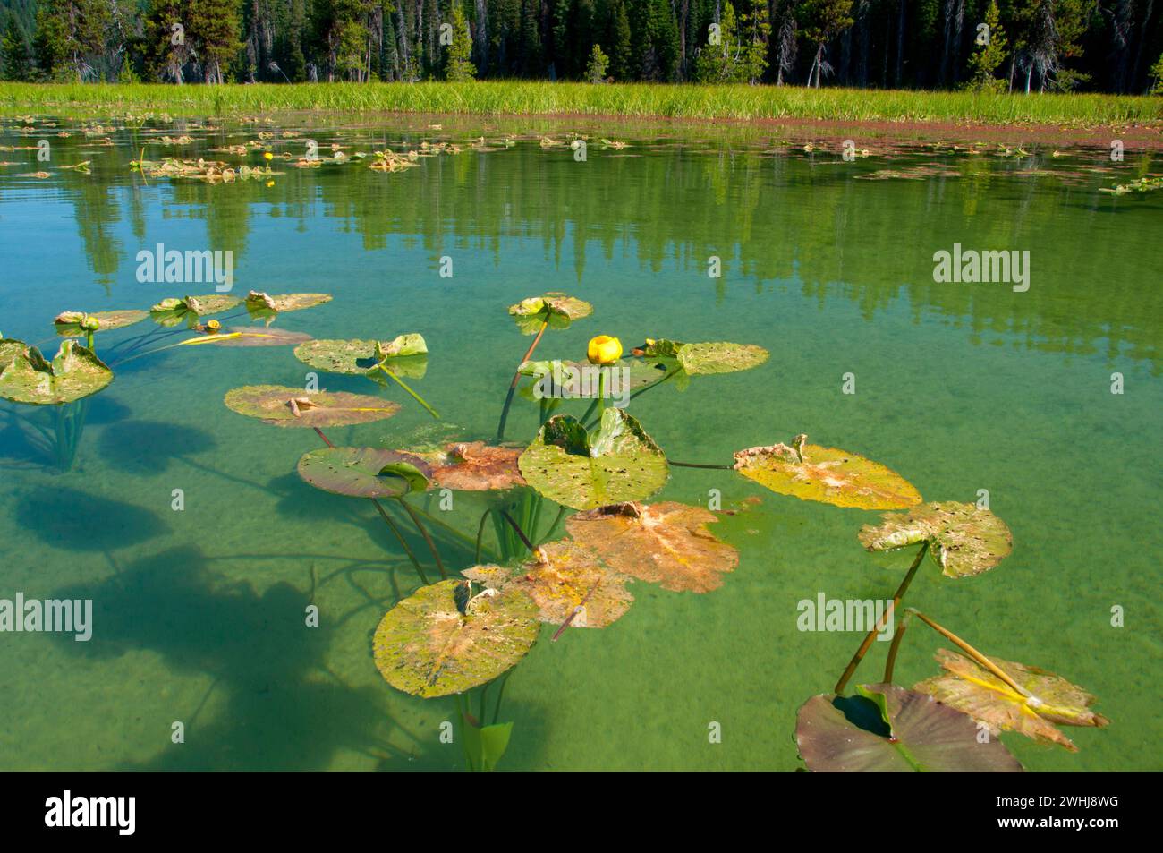 Hosmer Lake lily pads, Cascade Lakes National Scenic Byway, Deschutes ...