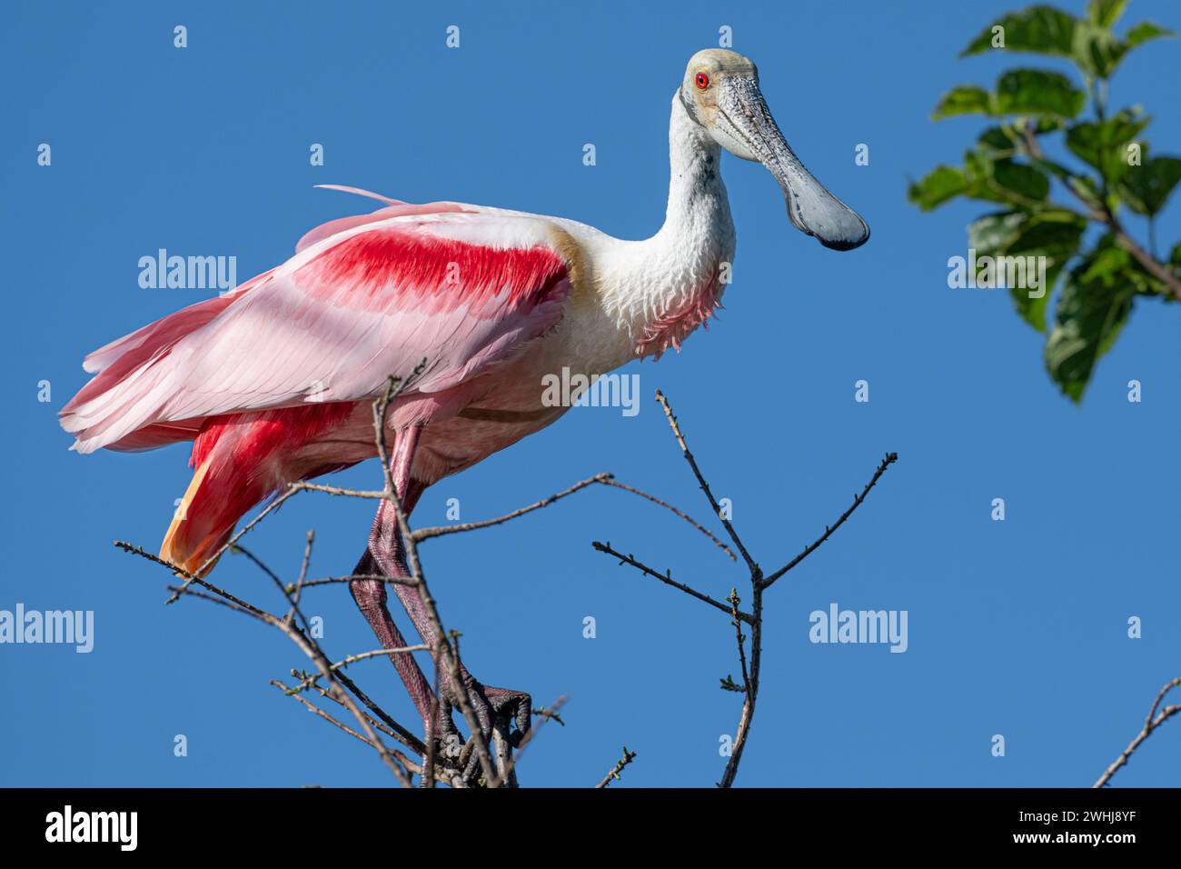 Roseate spoonbill treetop hi-res stock photography and images - Alamy