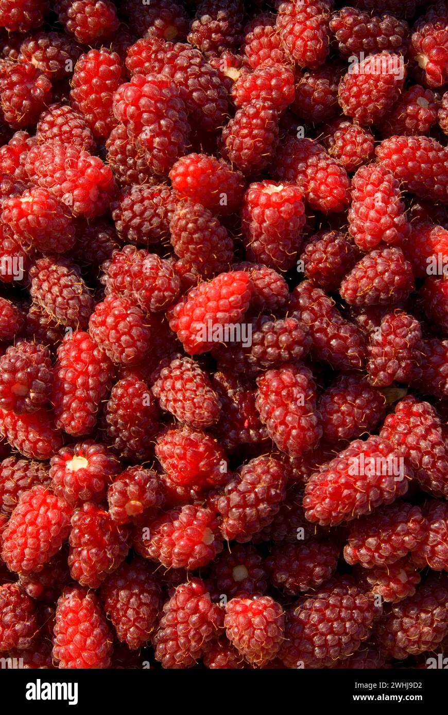 Loganberries hi-res stock photography and images - Alamy