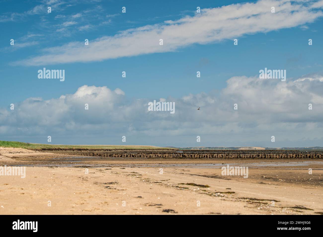 Ebb tide wadden sea hi-res stock photography and images - Alamy