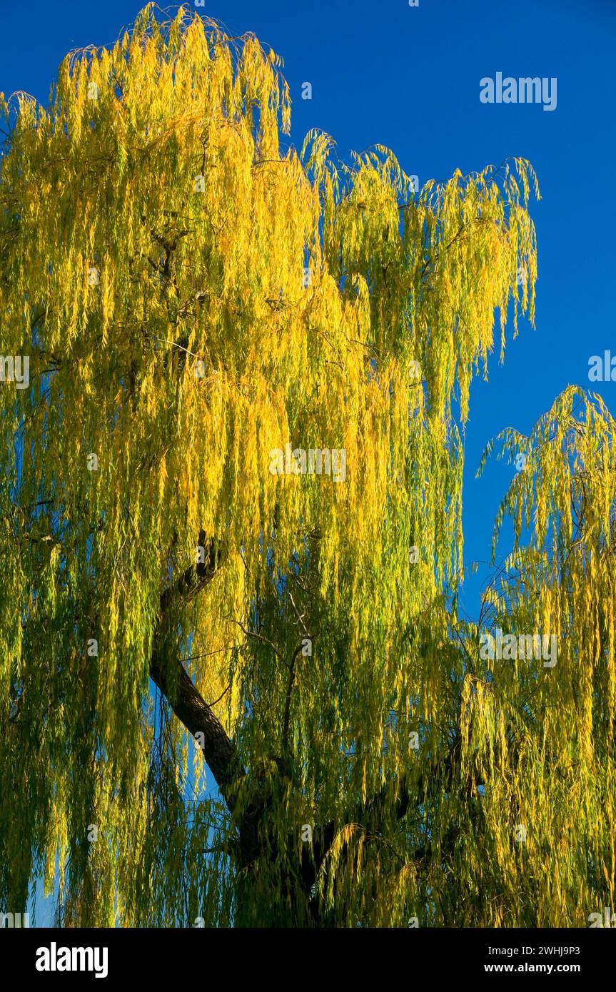 Weeping willow, Ankeny National Wildlife Refuge, Oregon Stock Photo - Alamy
