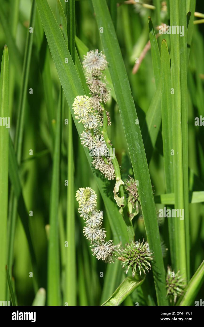 Sparganium erectum, simplestem bur-reed Stock Photo - Alamy