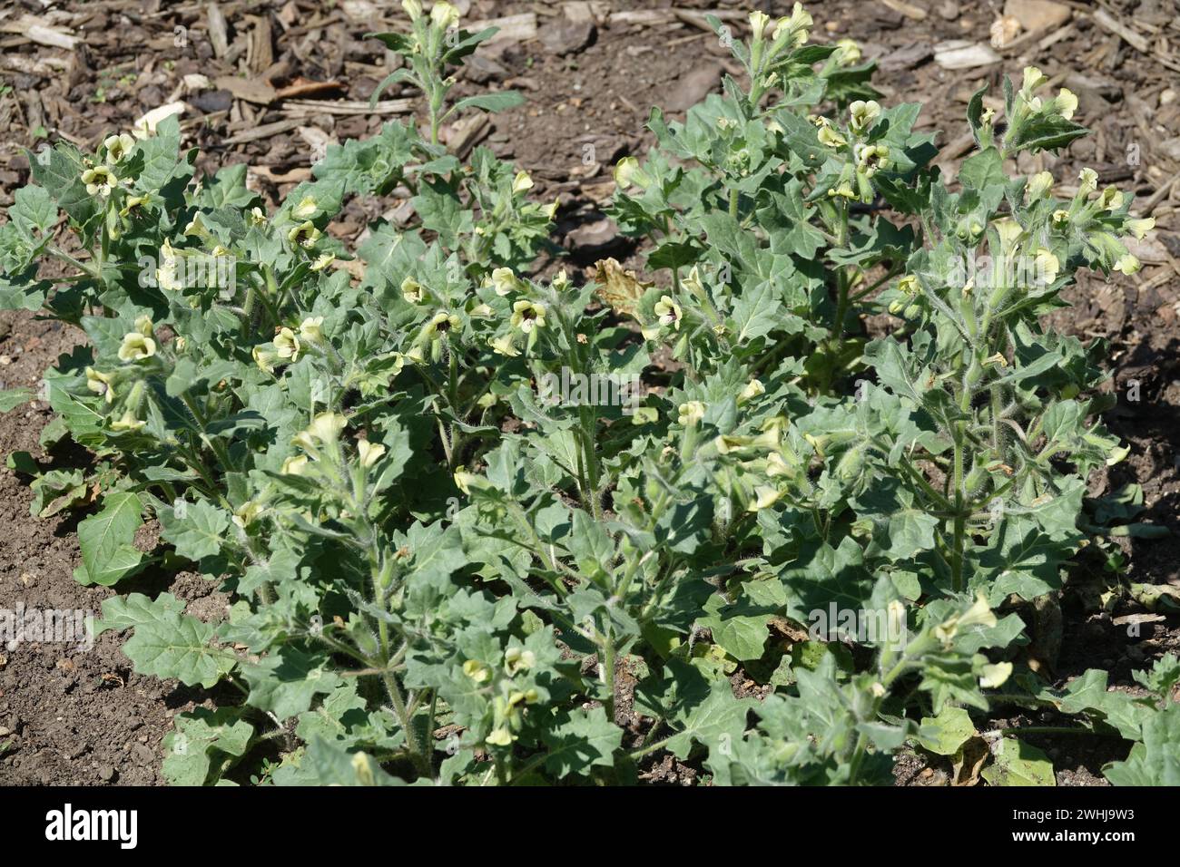 Black henbane hi-res stock photography and images - Alamy
