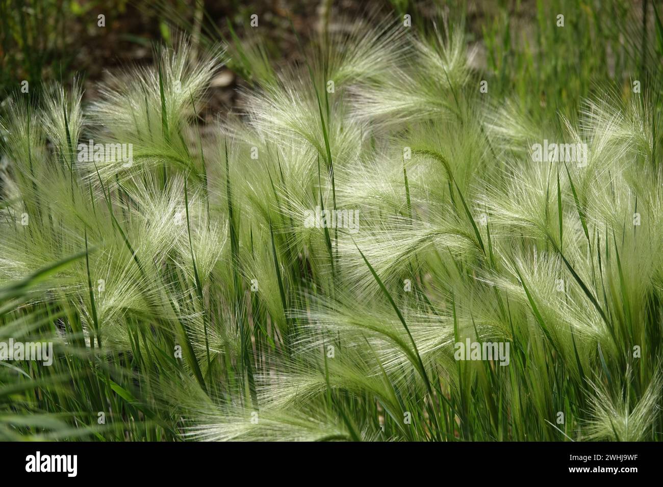 Hordeum jubatum, Foxtail barley Stock Photo - Alamy