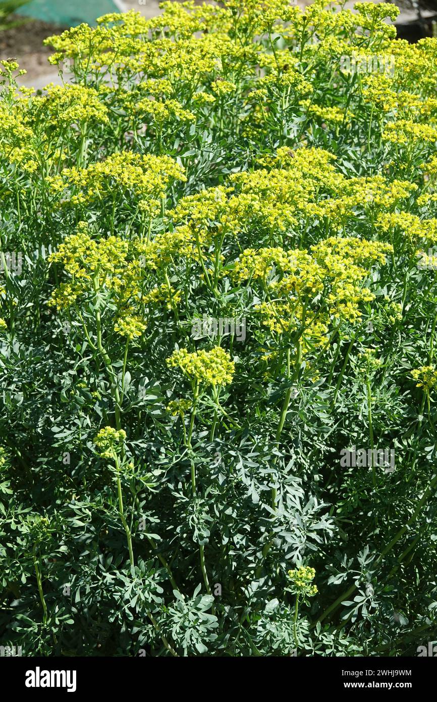 Ruta graveolens, rue Stock Photo - Alamy