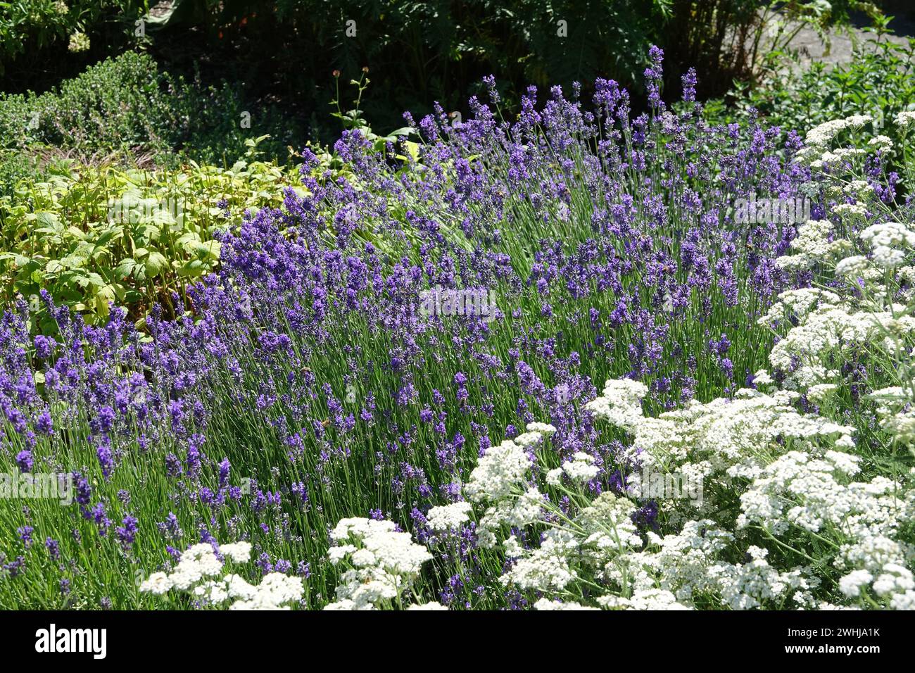 Lavándula officinalis hi-res stock photography and images - Alamy