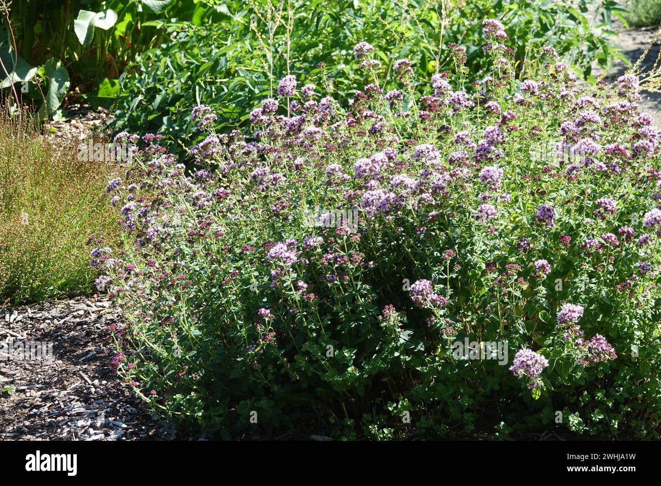 Origanum vulgare, Wild marjoram Stock Photo - Alamy