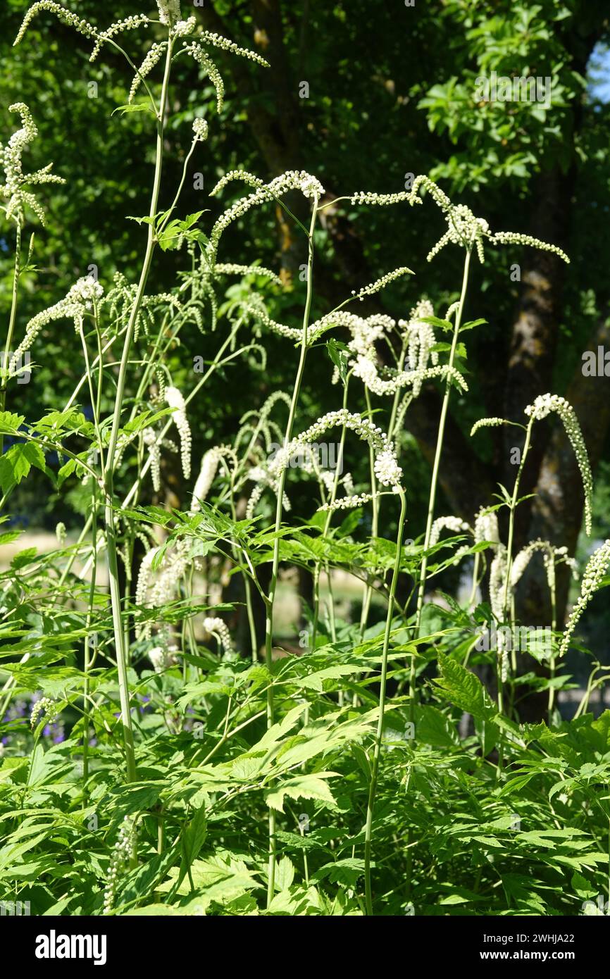 Cimicifuga hi-res stock photography and images - Alamy