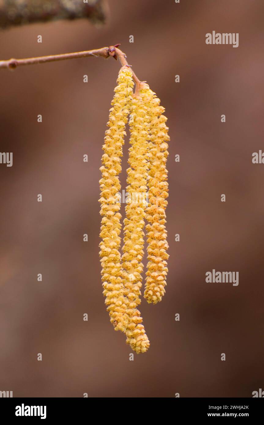 Hazel island hi-res stock photography and images - Alamy