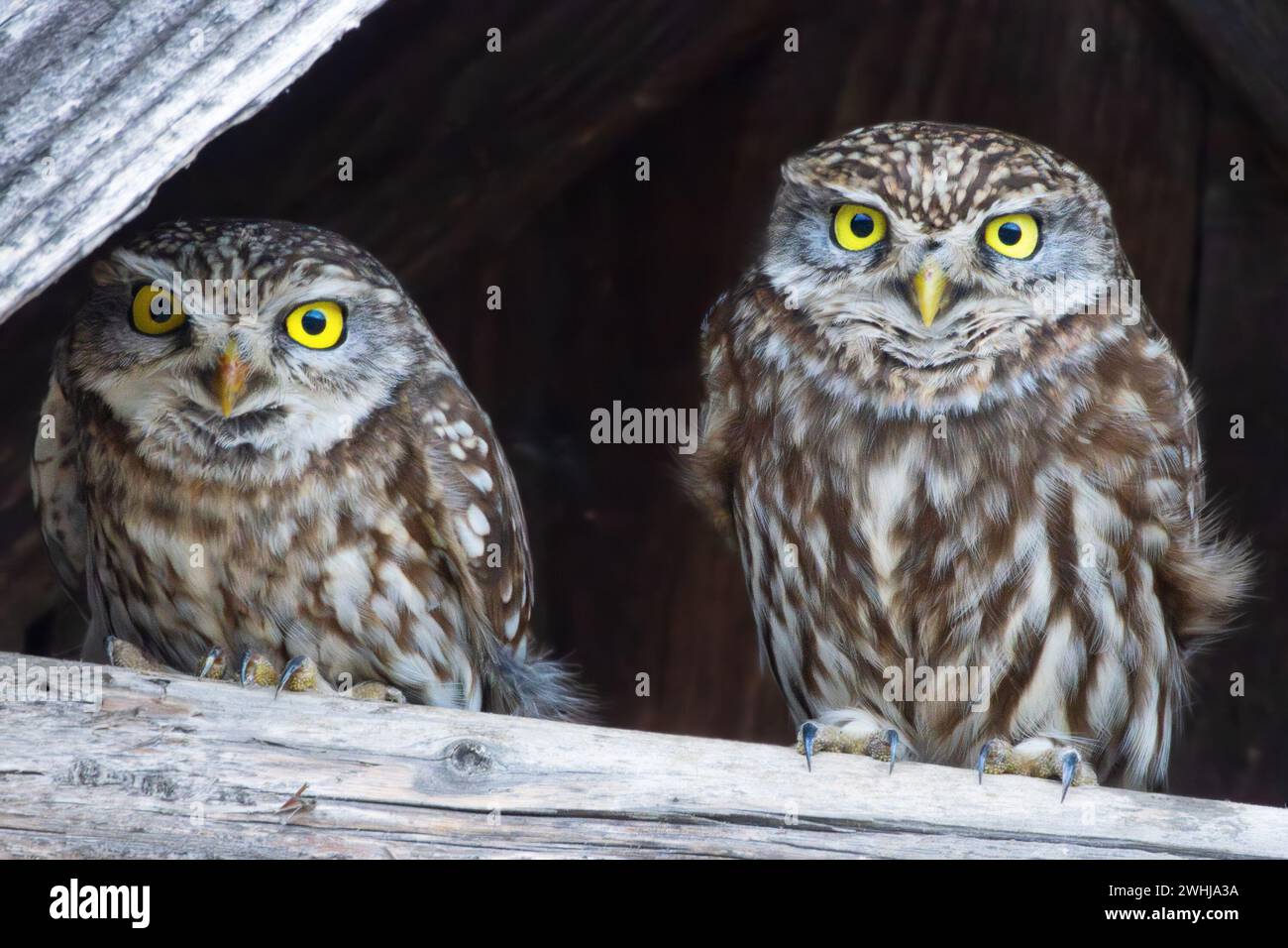 little olws couple standing on wooden beam (Athene noctua Stock Photo ...
