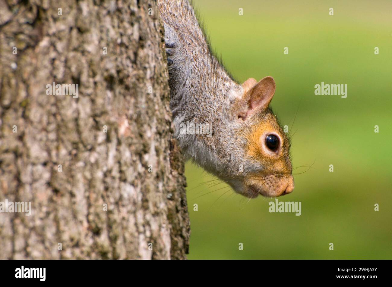 Eastern gray squirrel (Sciurus carolinensis), Bushs Pasture Park, Salem ...