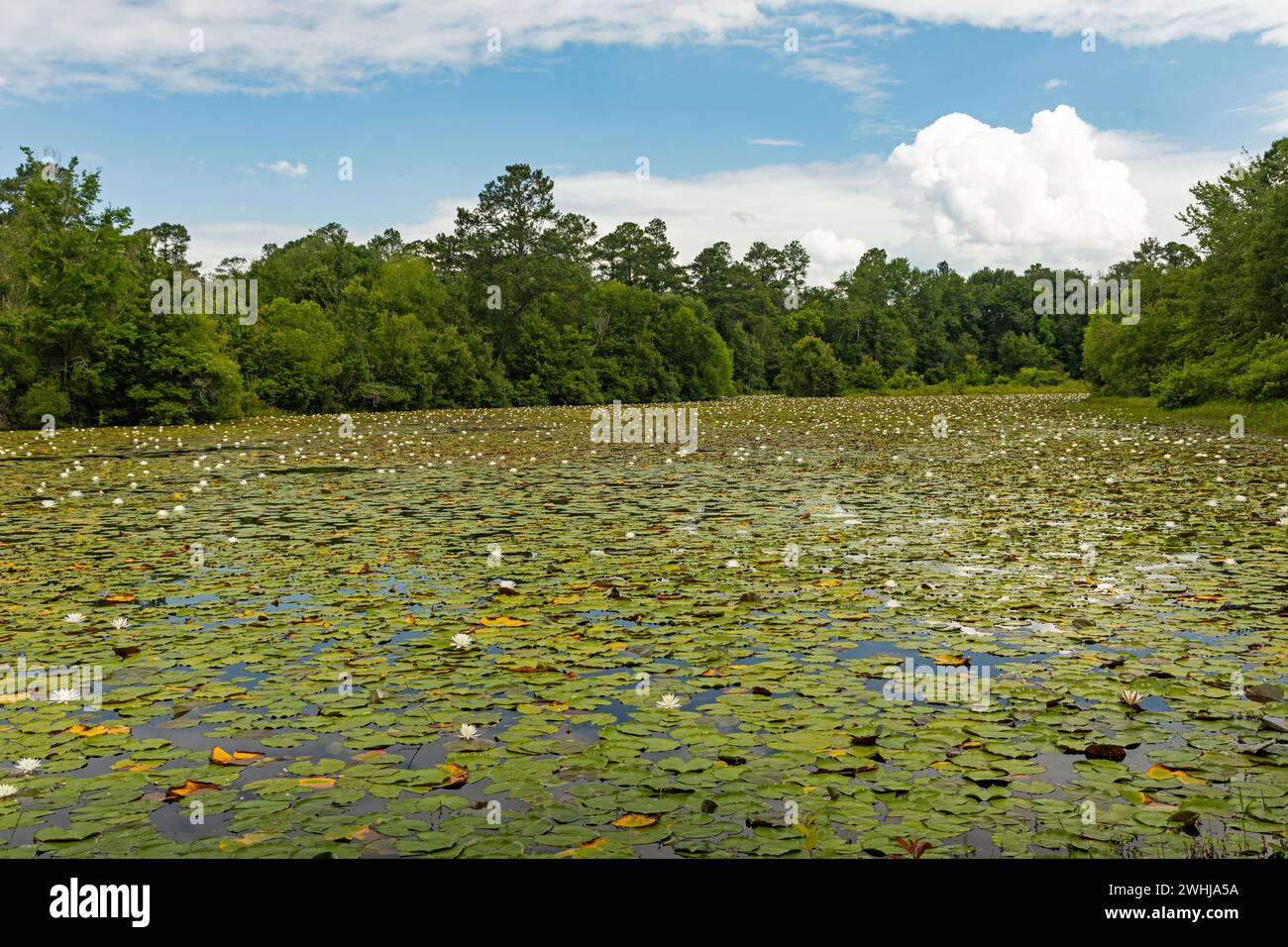 Landscape in the Magnolia Springs state park in Georgia Stock Photo - Alamy