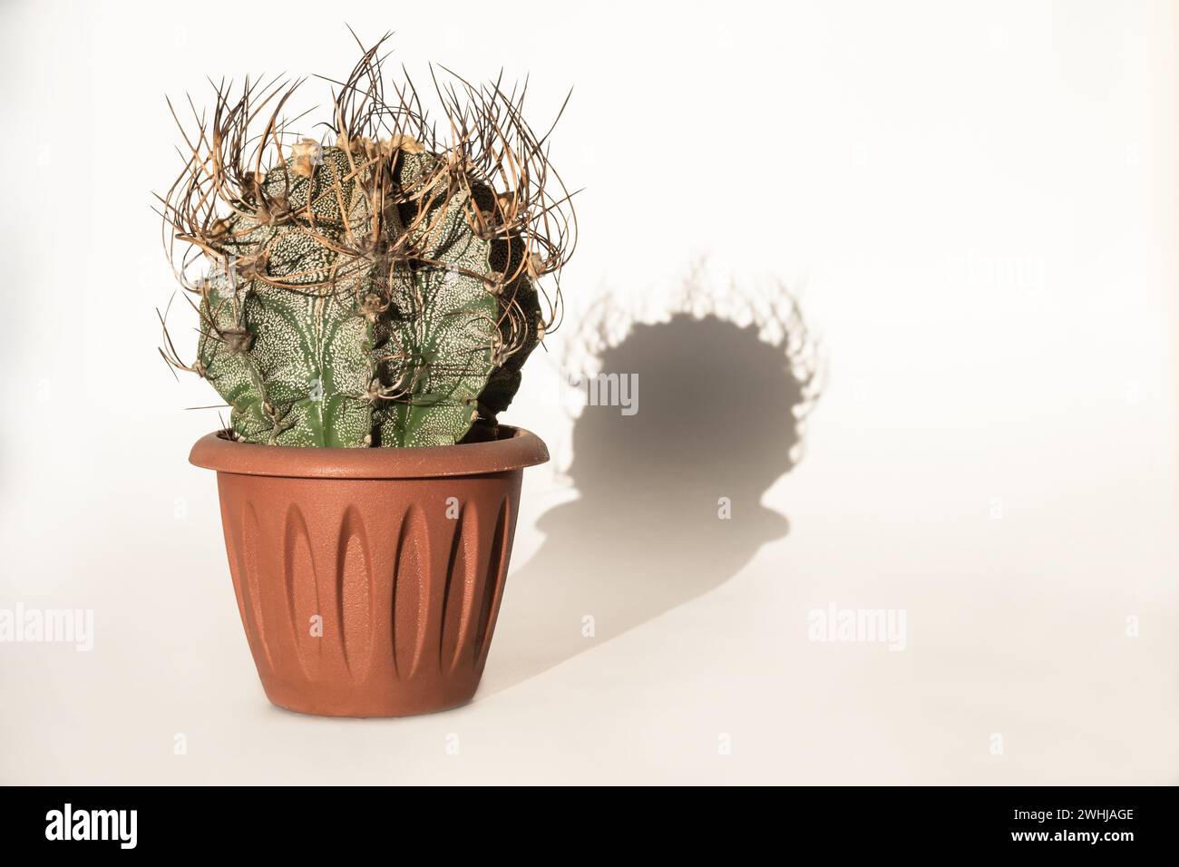 Cactus with large thorns and its shadow on white background Stock Photo ...