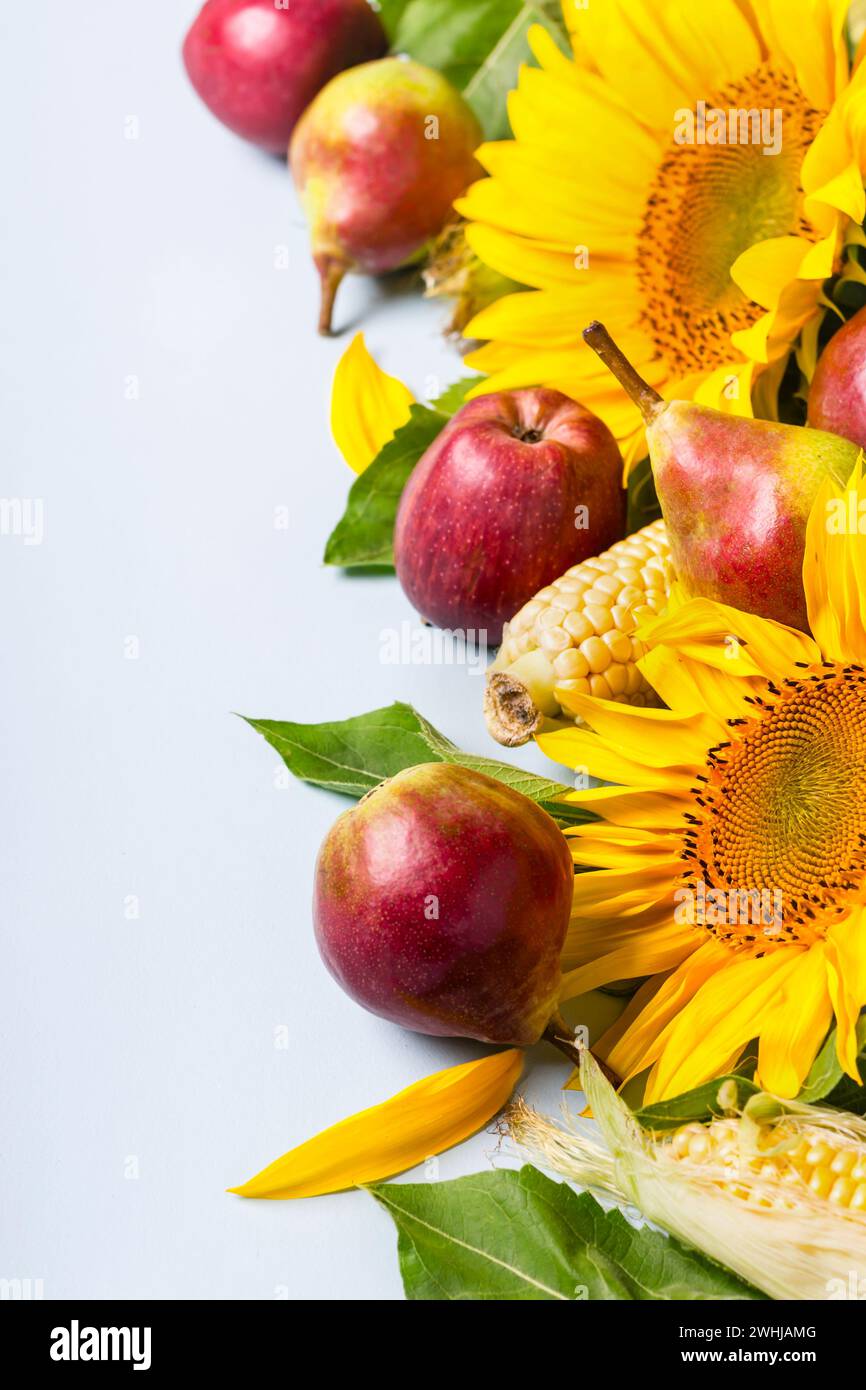 Autumn composition of sunflower, corn and pears Stock Photo - Alamy