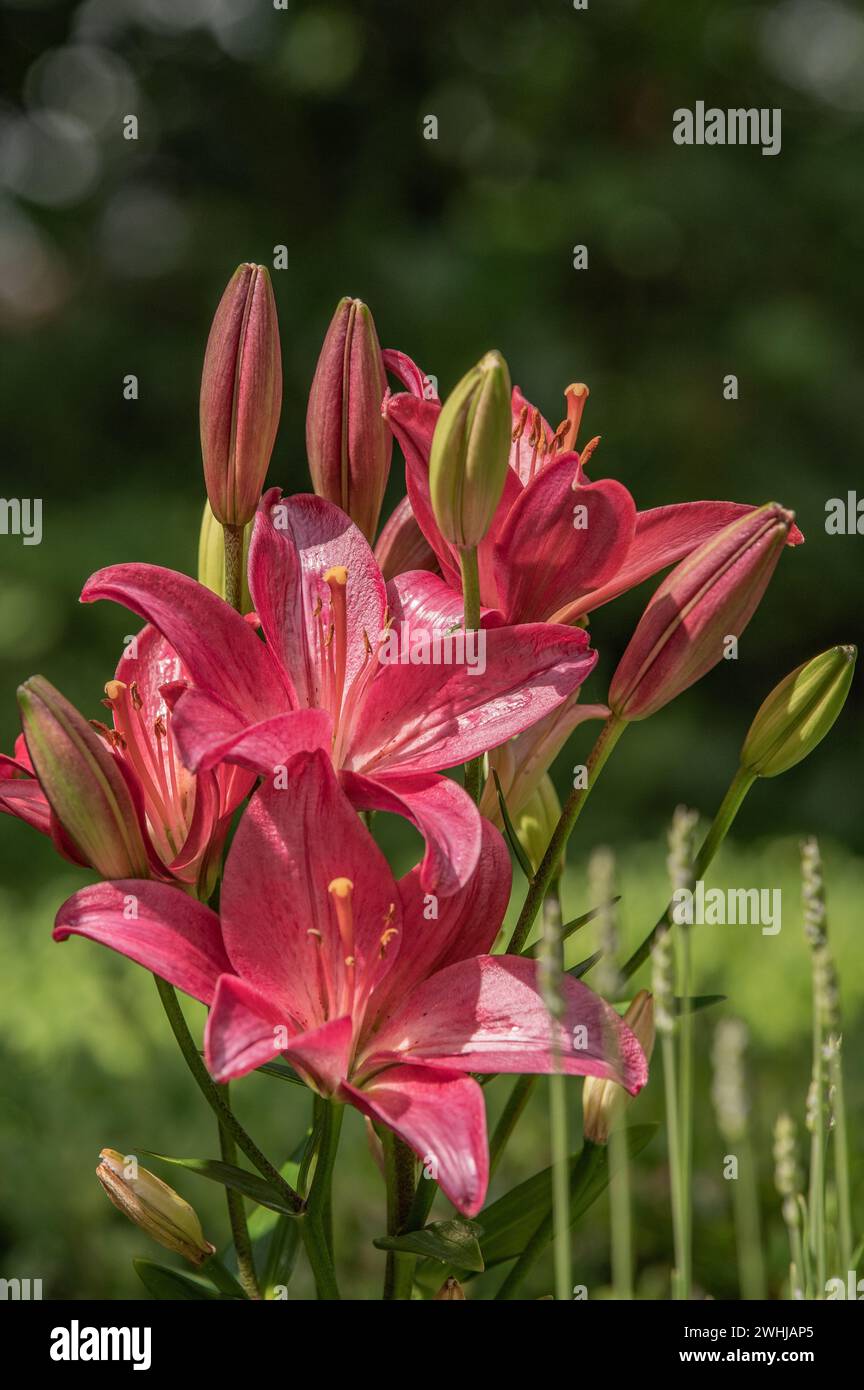 Fire lily hi-res stock photography and images - Alamy