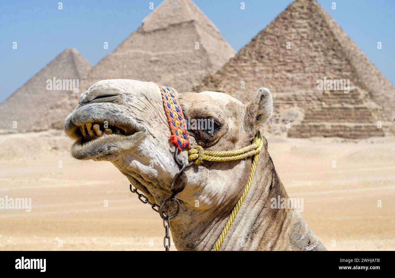 Camel desert sky pyramid hi-res stock photography and images - Alamy