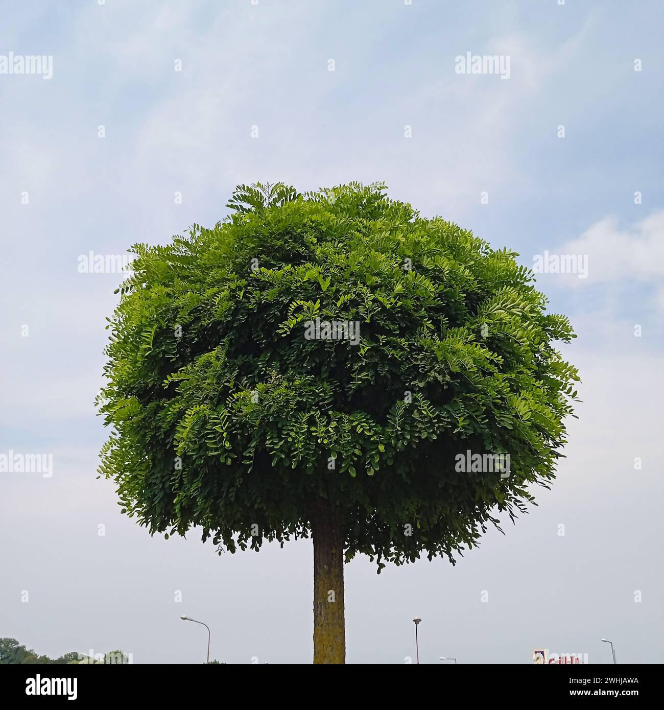 Tree crown and tree leaves Stock Photo - Alamy
