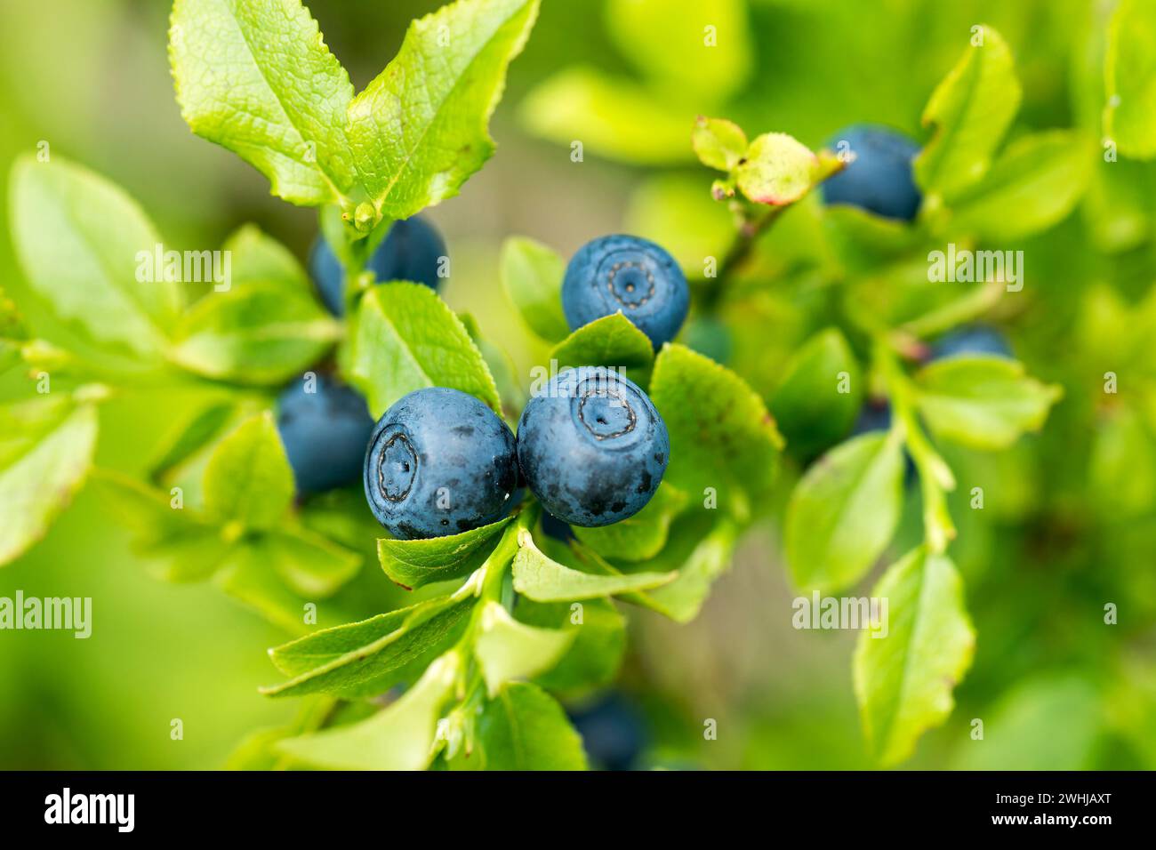 Waldheidelbeeren hi-res stock photography and images - Alamy