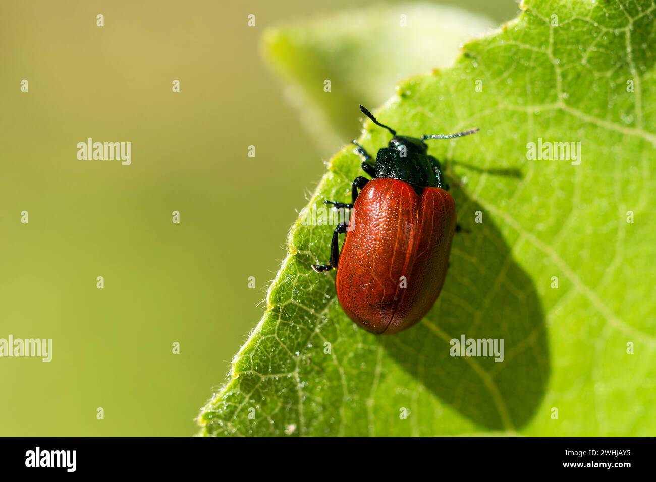 Top view red beetle on hi-res stock photography and images - Alamy