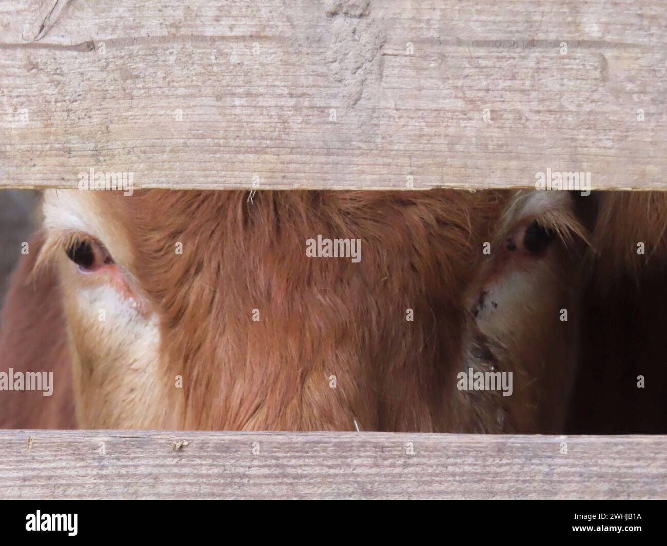 Blick auf ein Glan Rind hinter Verschlag Brettern Gland Rind im ...
