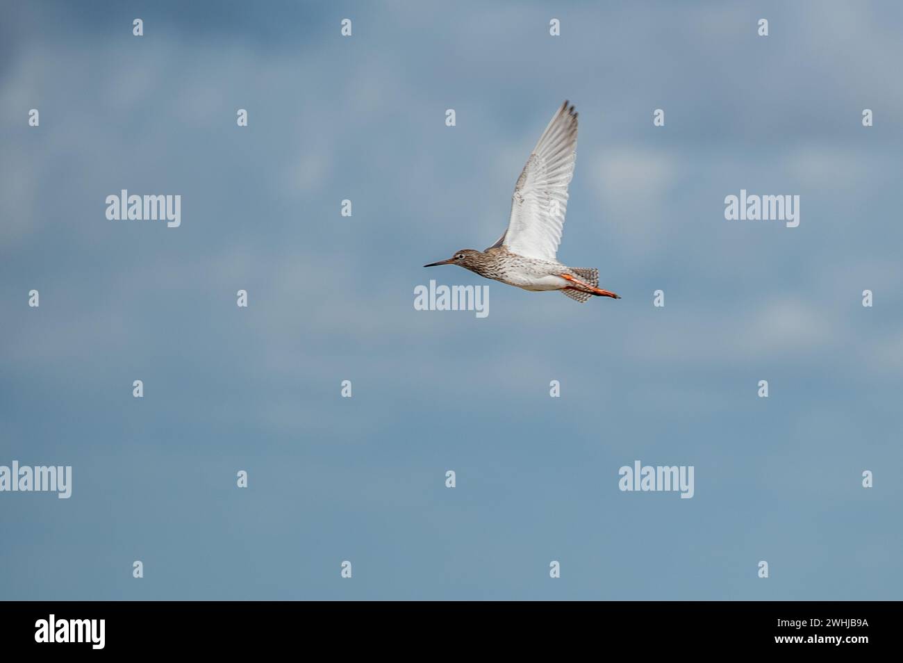 Redshank in flight Stock Photo - Alamy