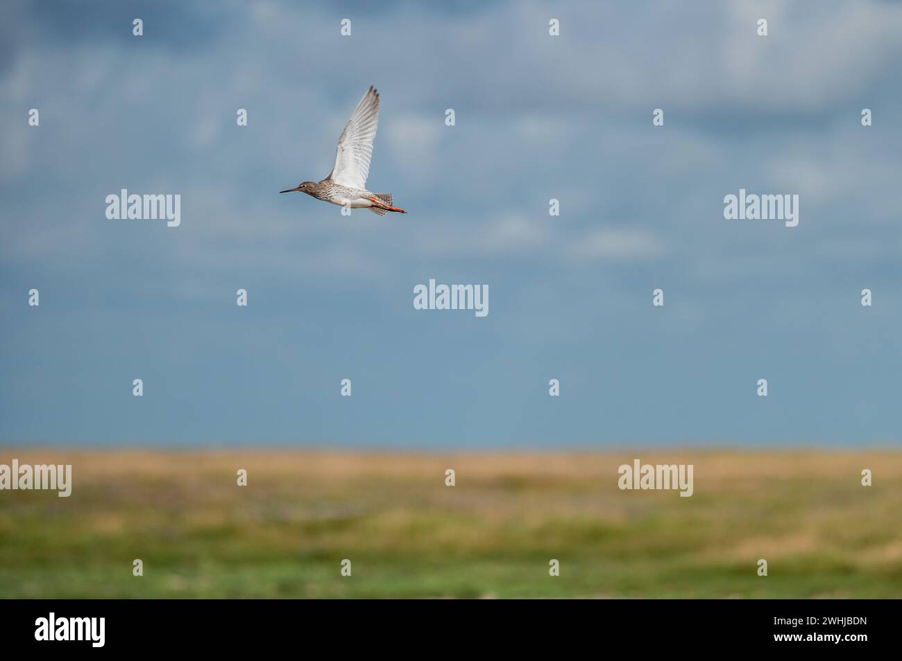 Redshank in flight Stock Photo - Alamy